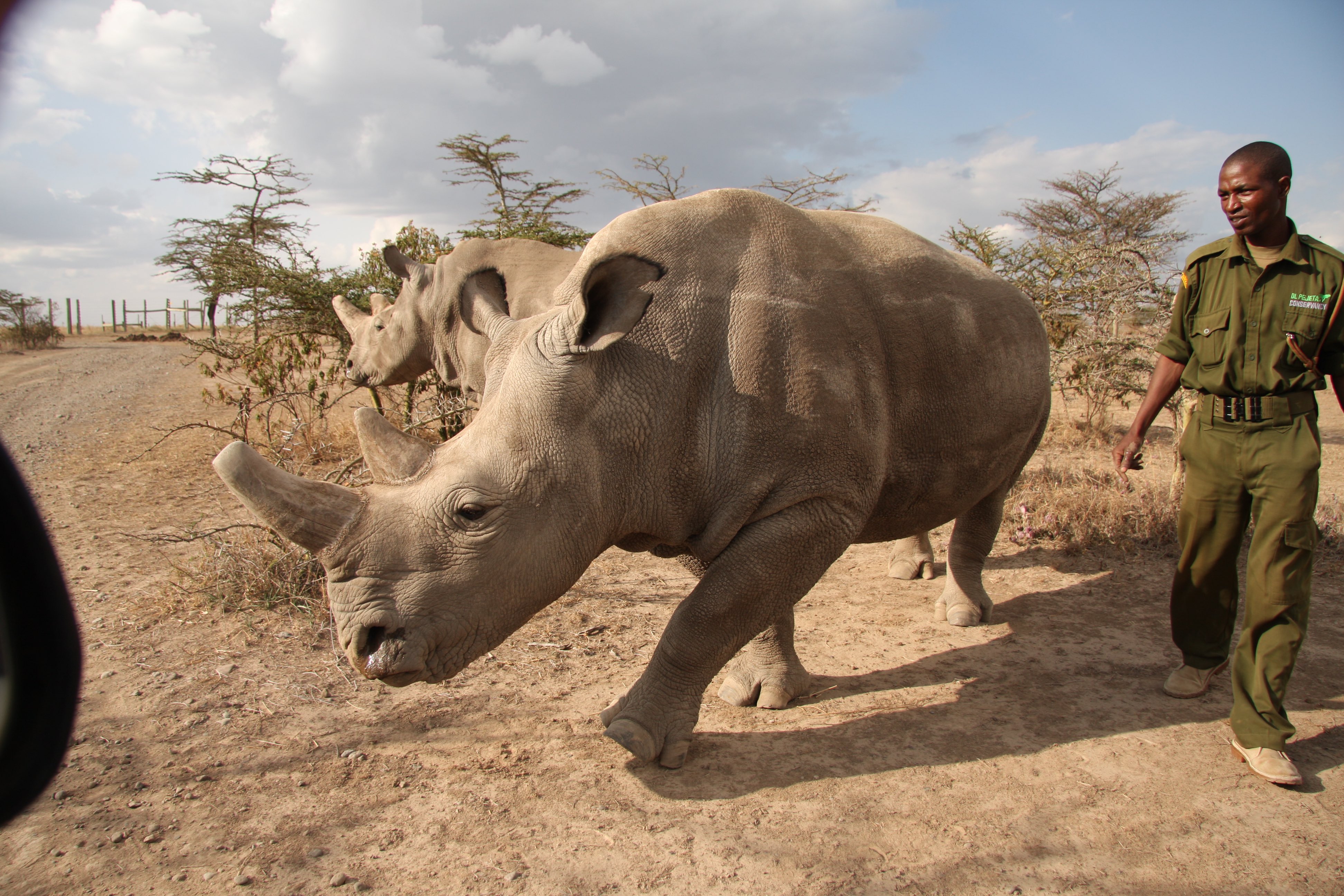 Support the northern white rhino recovery programme | Forschungsverbund ...