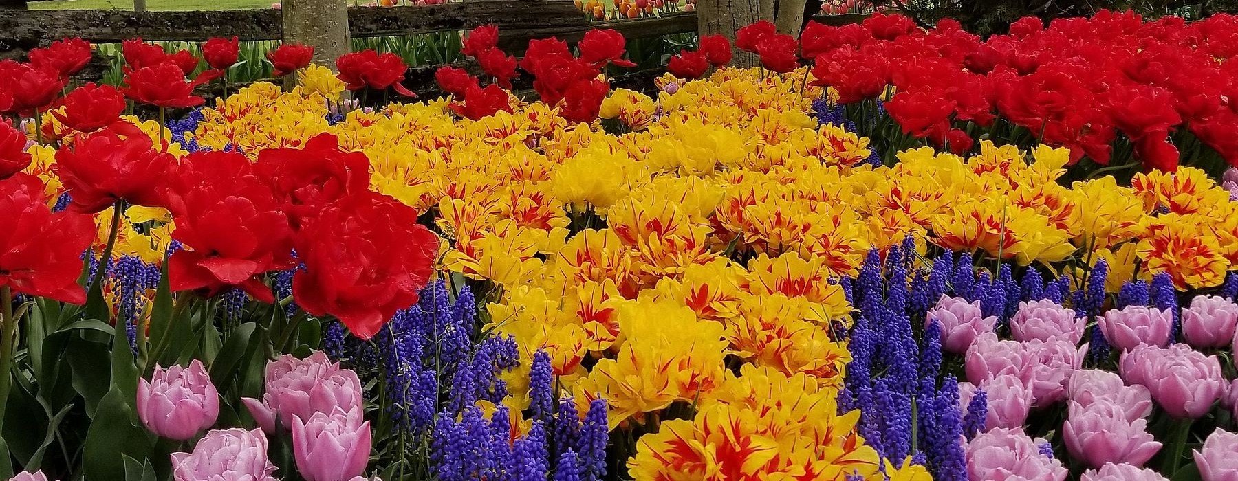 Tulip Festival Art Program 2022 | Tulip Foundation of Skagit Valley ...