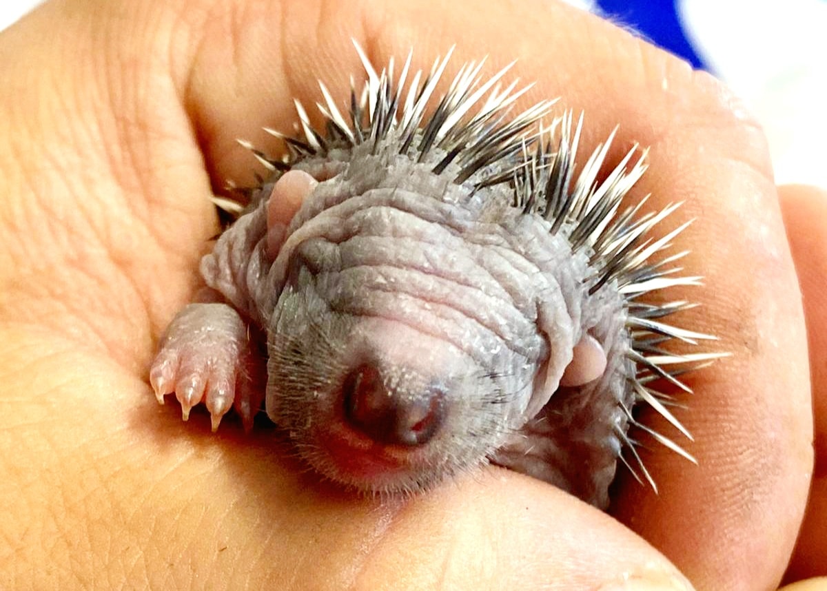 NEW MEDICAL SUCTION MACHINE FOR TREATMENT ROOM | Oxfordshire Wildlife ...