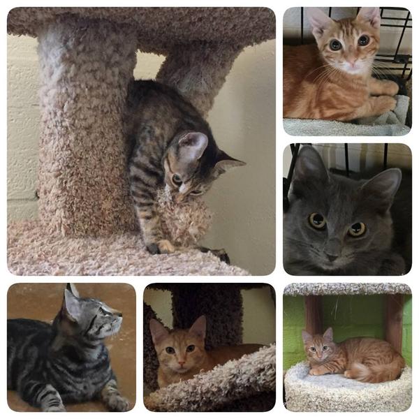 Professional Cat Wrangler T-Shirt! Support Shelter Cats! Custom Ink ...