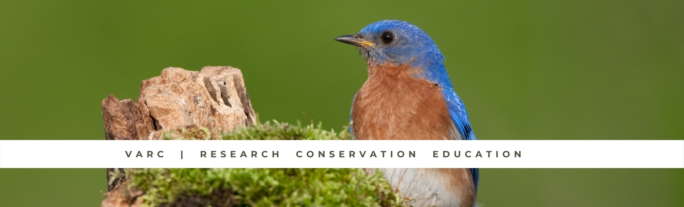 VARC's Merritt Bluebird Project | Vancouver Avian Research Centre ...