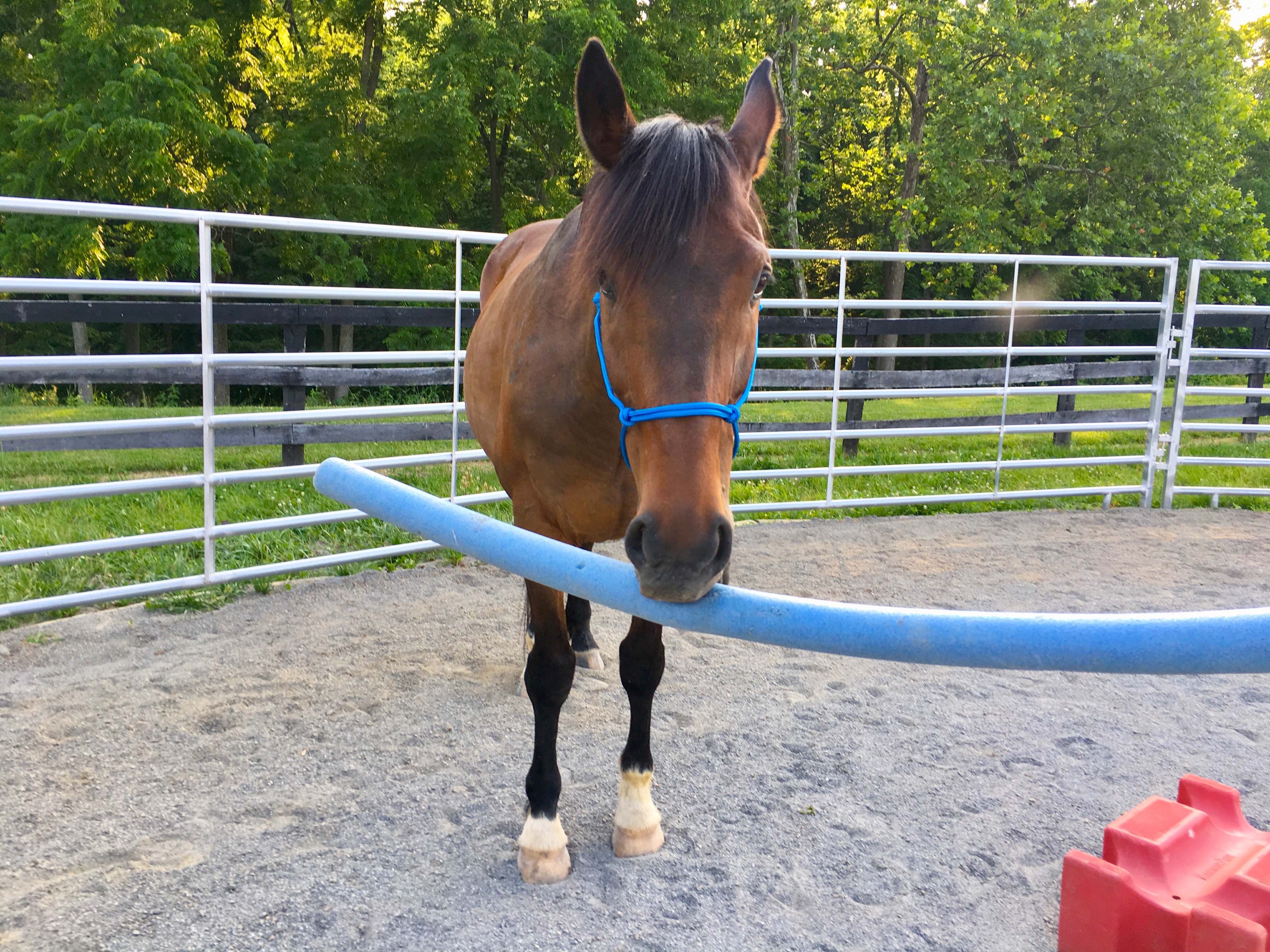 Become a HERD HERO! | Project Horse Empowerment Center (Powered by ...