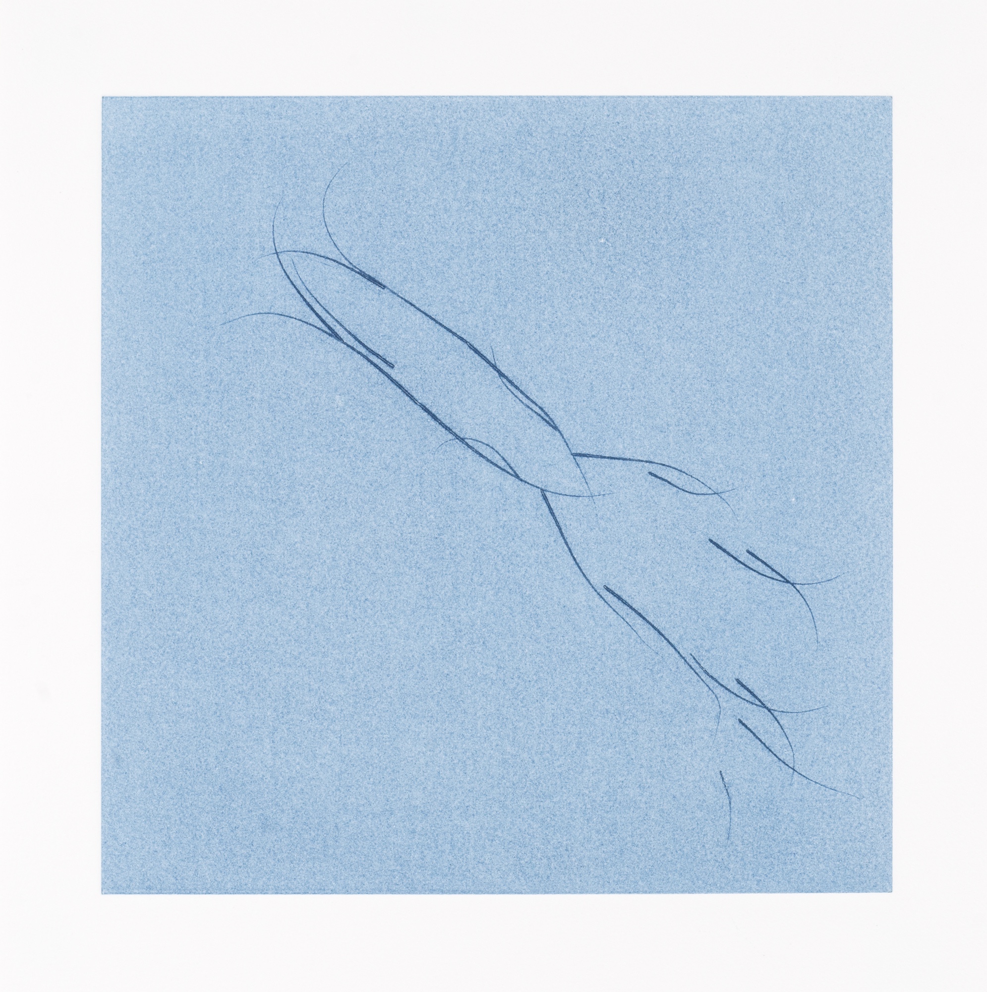 Whisker Prints (9B) - Sam Fox School of Design & Visual Arts ...