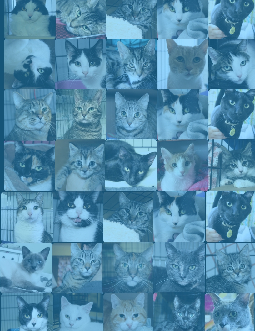 Connecticut Cat Connection Fund | Connecticut Cat Connection (Powered ...