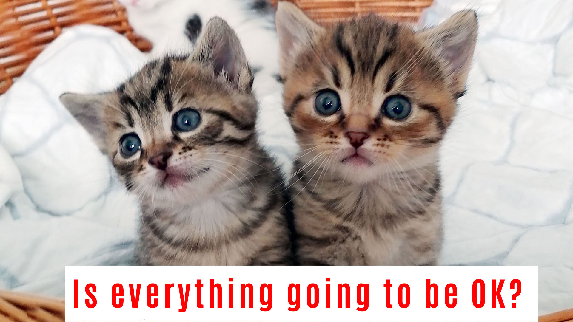 Help our cats get a new shelter | SOS KOTY Mielec (Powered by Donorbox)