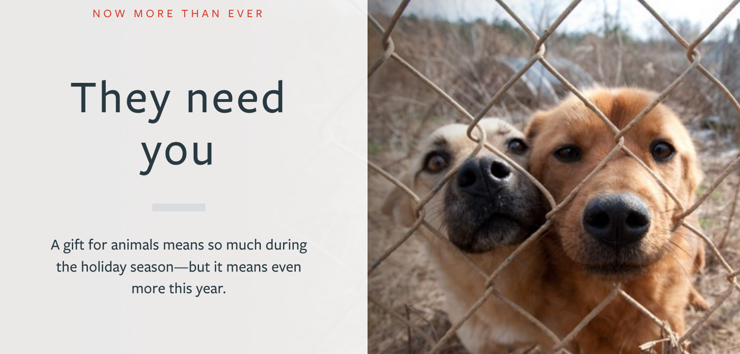 $20 in 2020 | The Bowling Green Warren County Humane Society (Powered ...