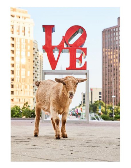 Donate to the Philly Goat Project | Philly Goat Project Inc (Powered by ...