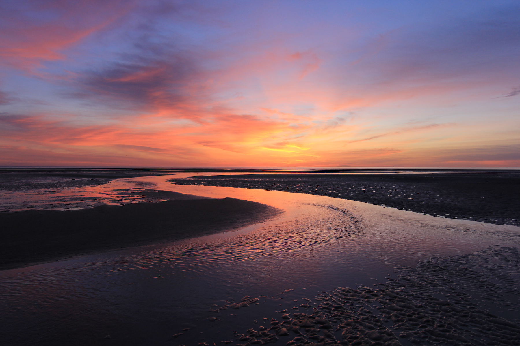 Wild Lens Collective Patronship | The Wild Lens Collective (Powered by ...