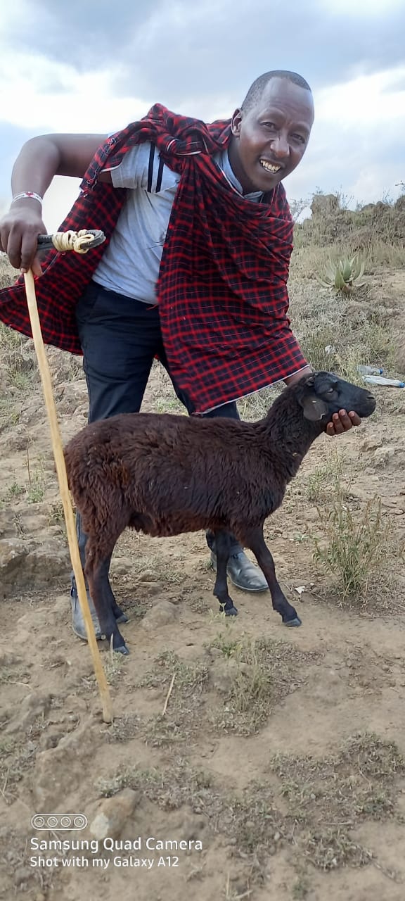 One Sheep Program | AGU GIRLS INC (Powered by Donorbox)