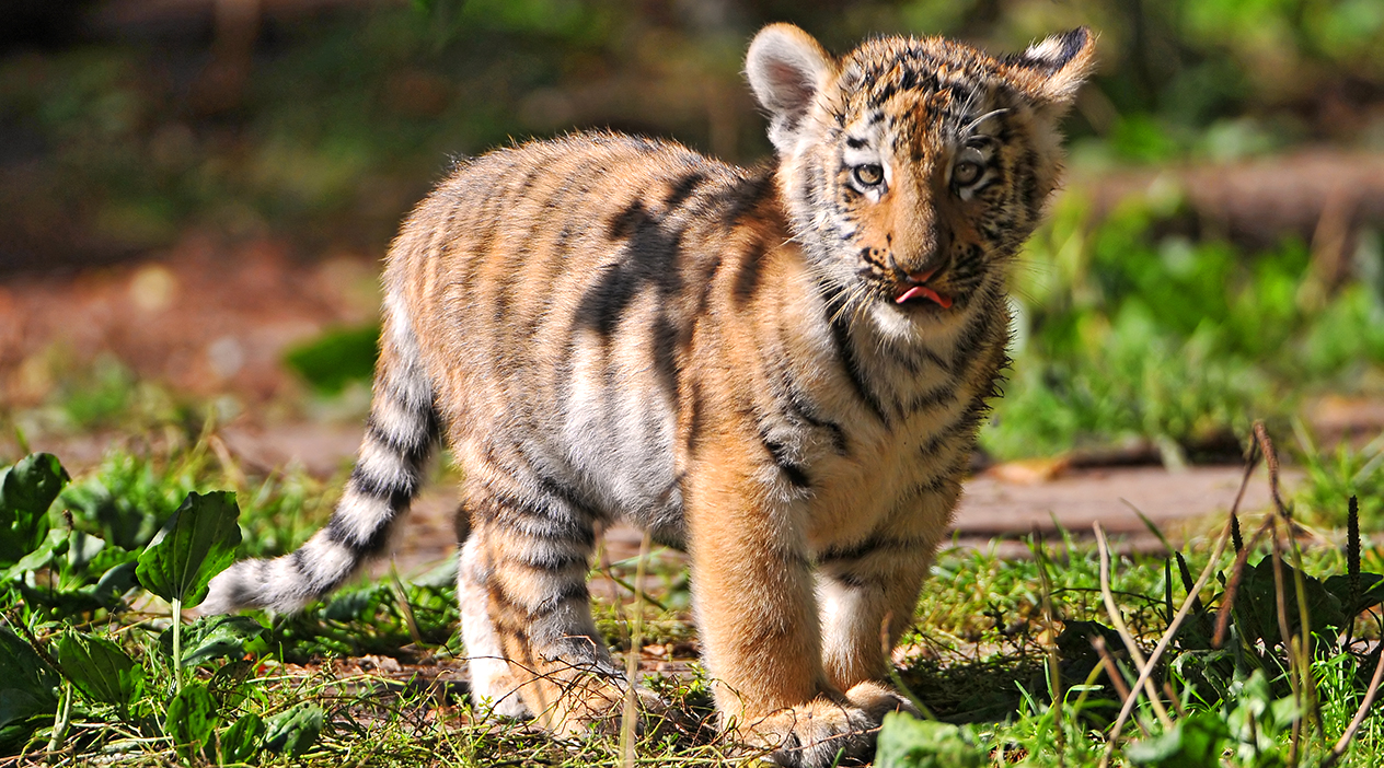 Tiger Cub Encounter at Miami Wildlife Sanctuary: Book Tours ...