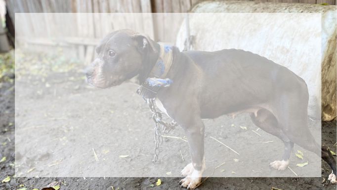 Bark Nation's #Great108 Campaign! | Bark Nation, Inc. (Powered by Donorbox)