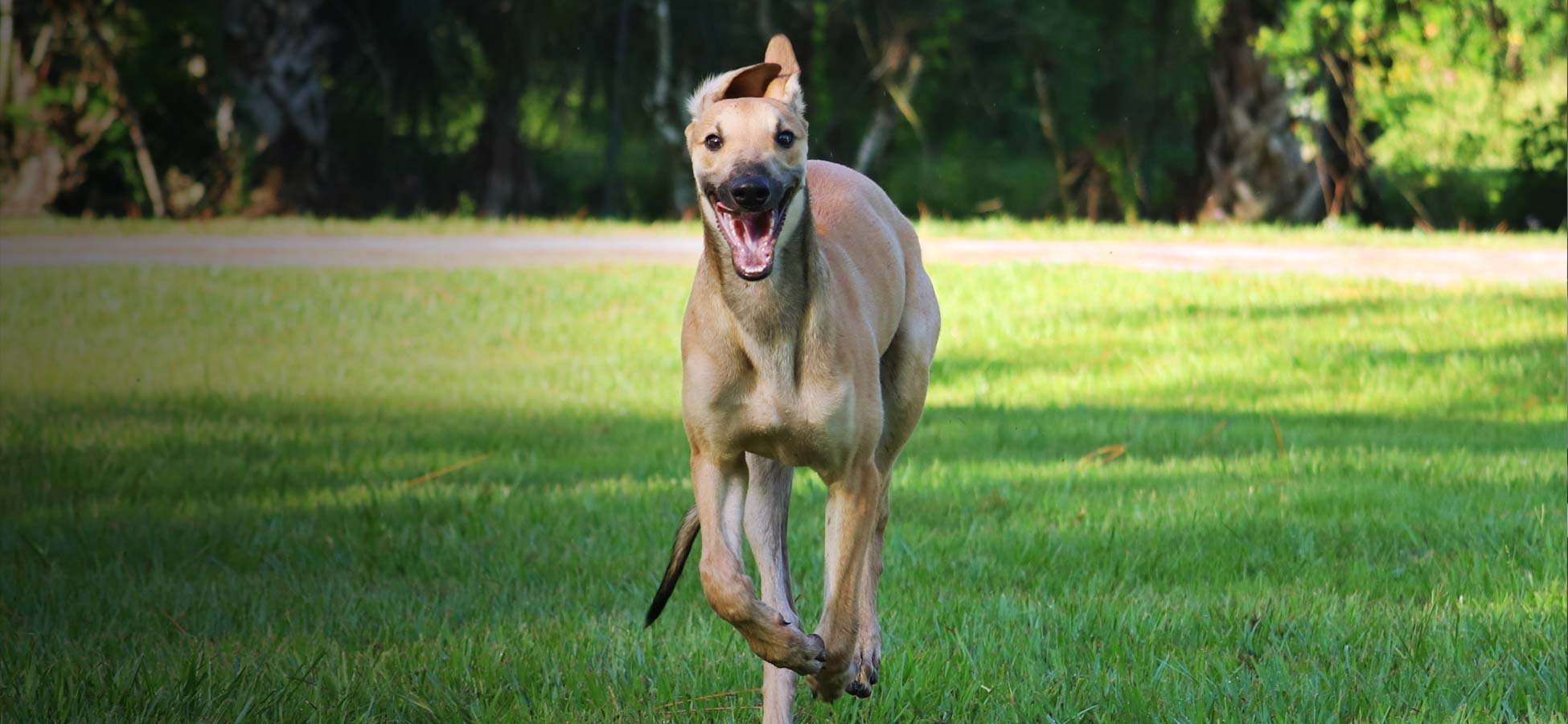 Fundraiser to save West Virginia greyhounds | GREY2K USA Worldwide ...