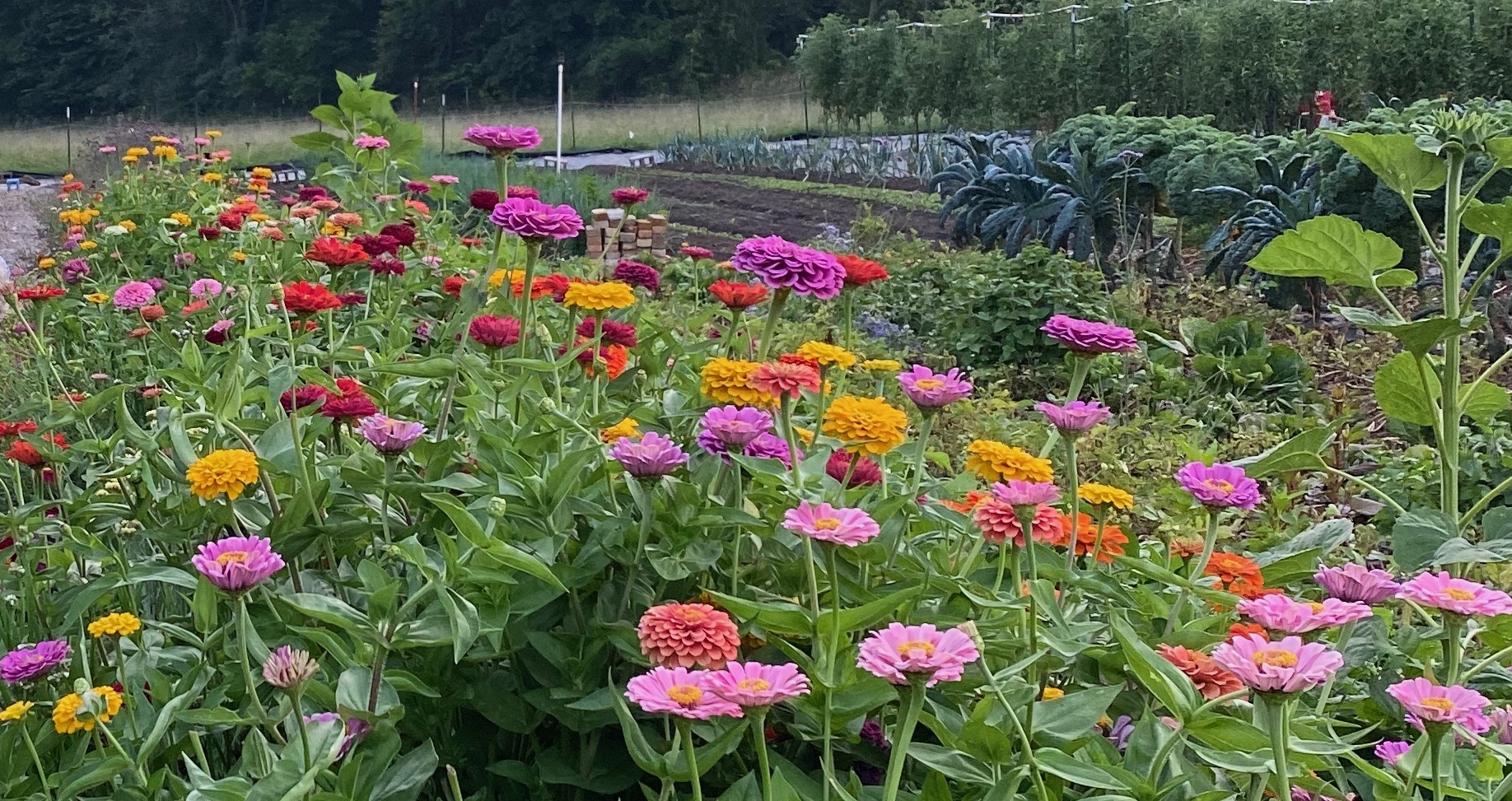 Extending Our Roots Hungry World Farm Powered By Donorbox 