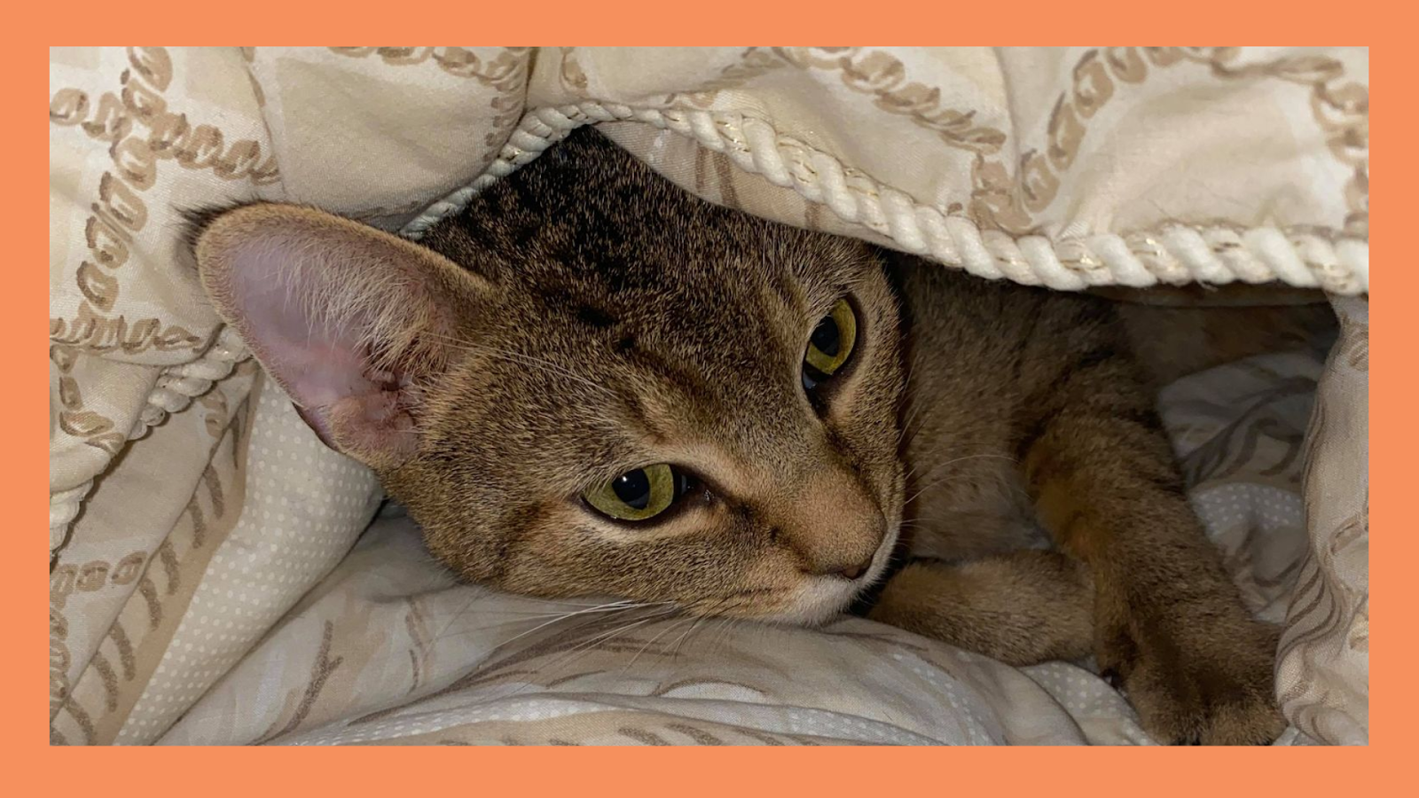 Chip The Cat | For The Love Of Alex Inc (Powered by Donorbox)