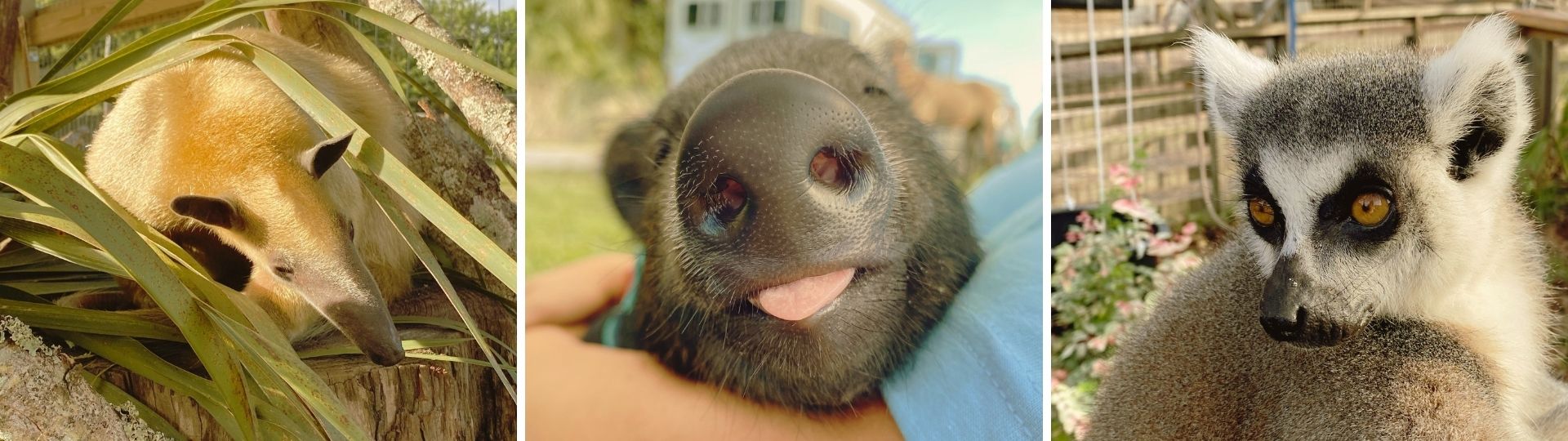 #FeedTheAnimals | Romelia Farms Wildlife Preserve (Powered by Donorbox)