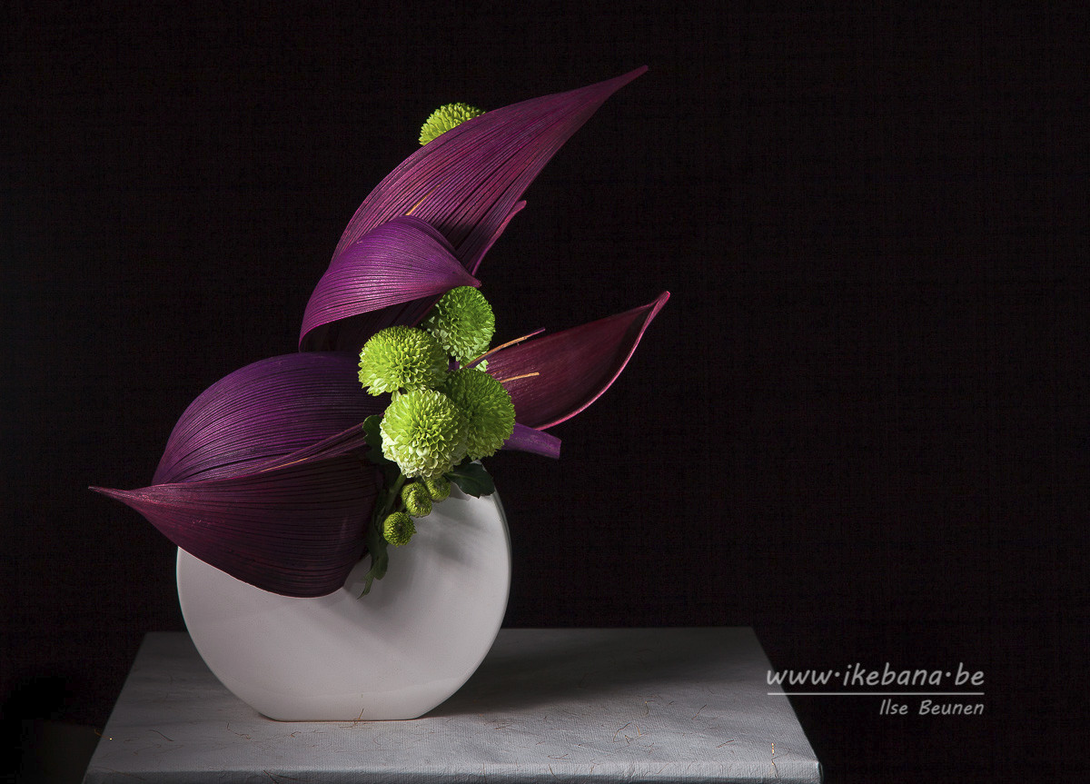 Chrysanthemum Ikebana Be