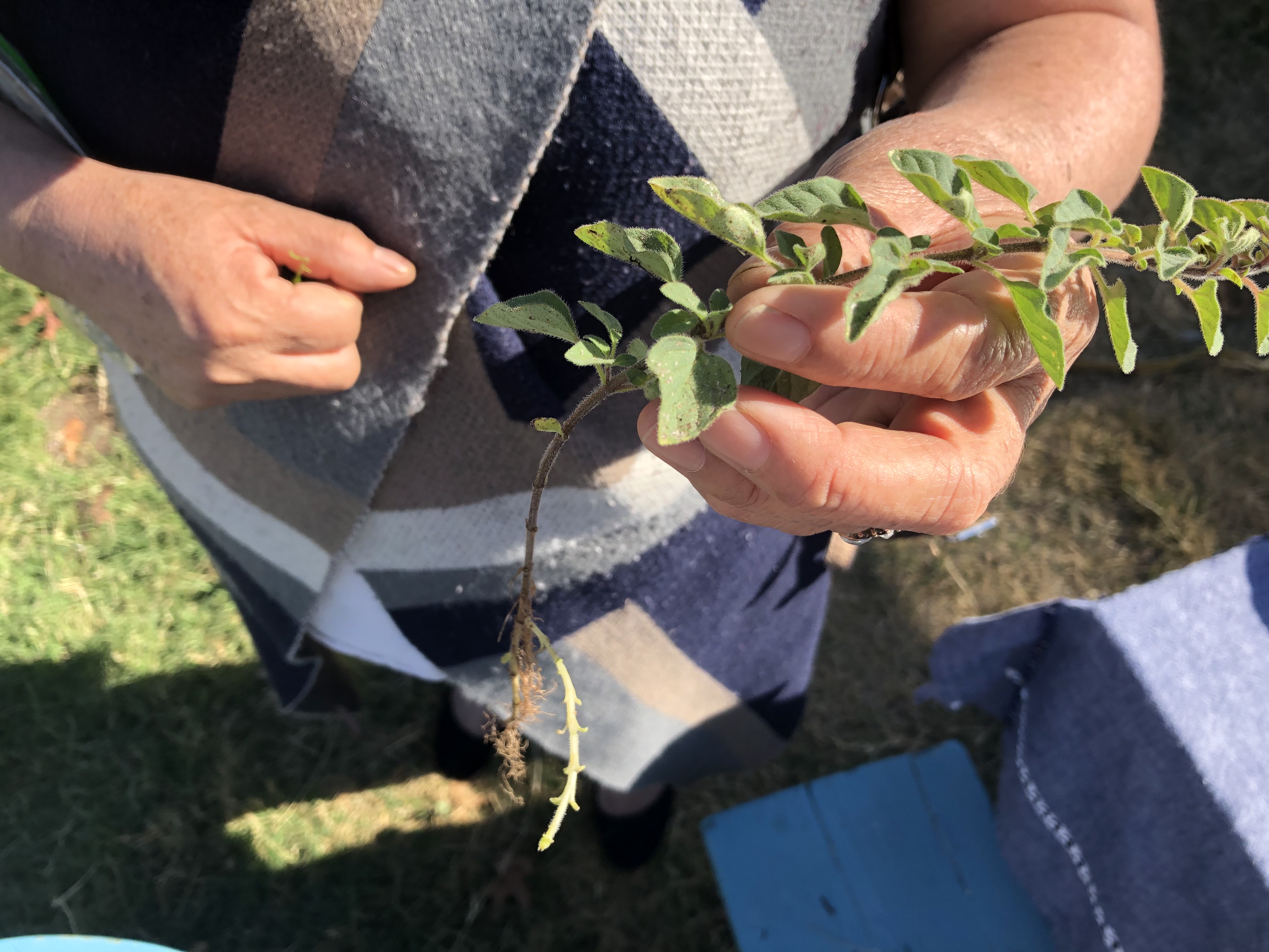 The Botanical Bus: Bilingual Mobile Herb Clinic | Botanical Bus ...