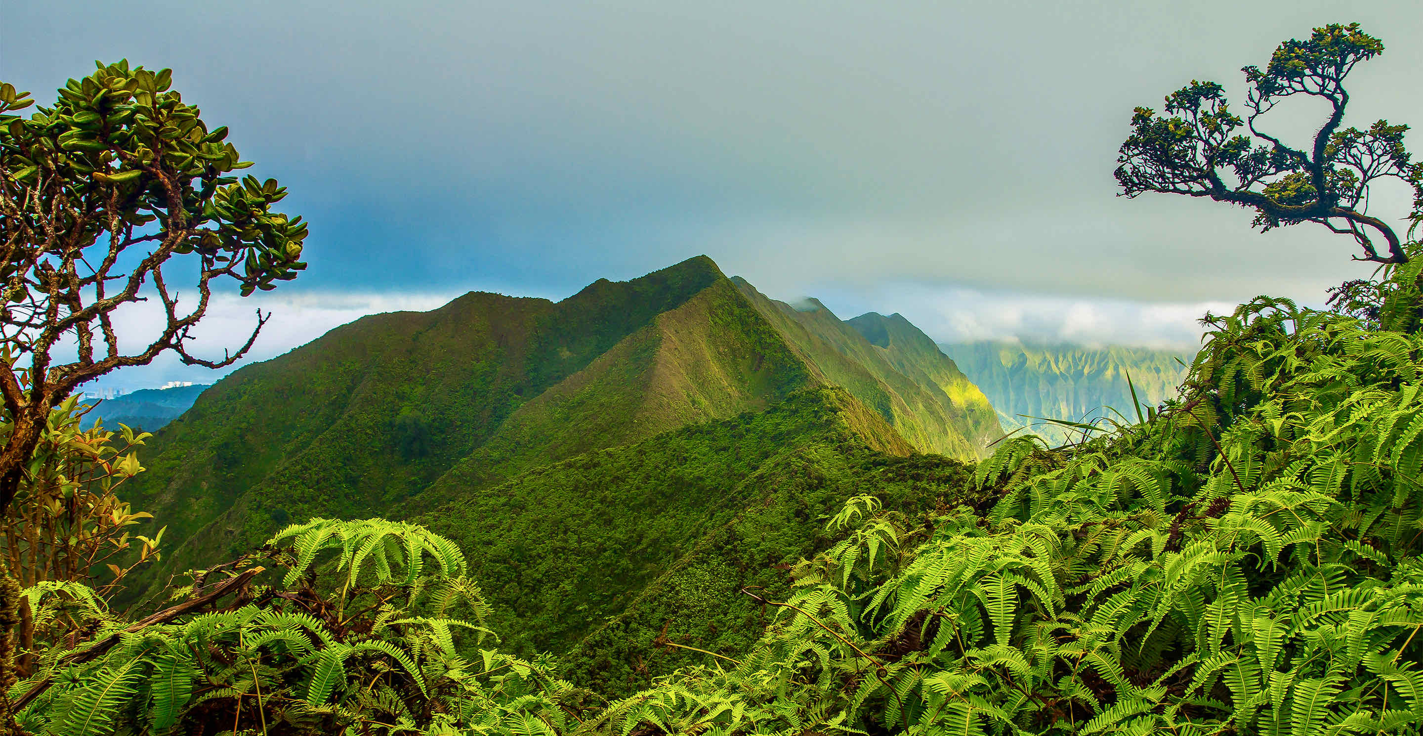 Donate to Aloha Tree Alliance | Aloha Tree Alliance (Powered by Donorbox)