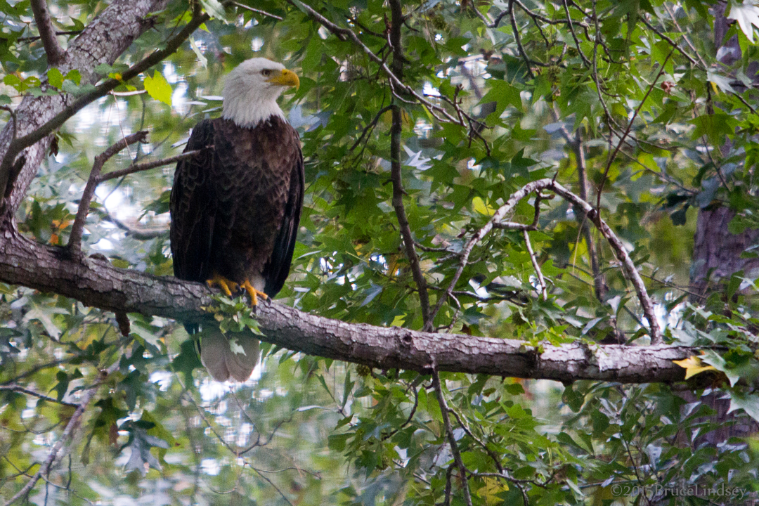 Texas Conservation Alliance Donation Form | Texas Conservation Alliance ...