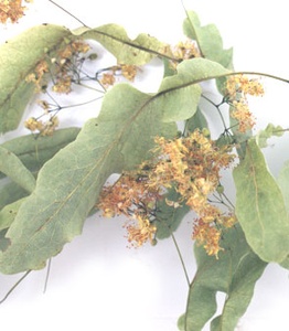 Tilleul Tea by Harney & Sons — Steepster