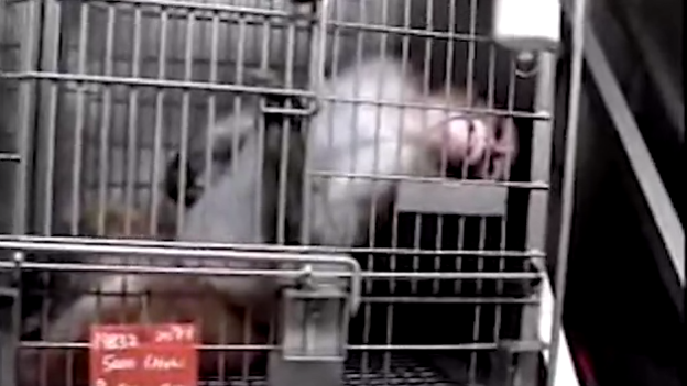 Oregon Primate Center Needs To Stop The Careless Torturing Of Monkeys ...