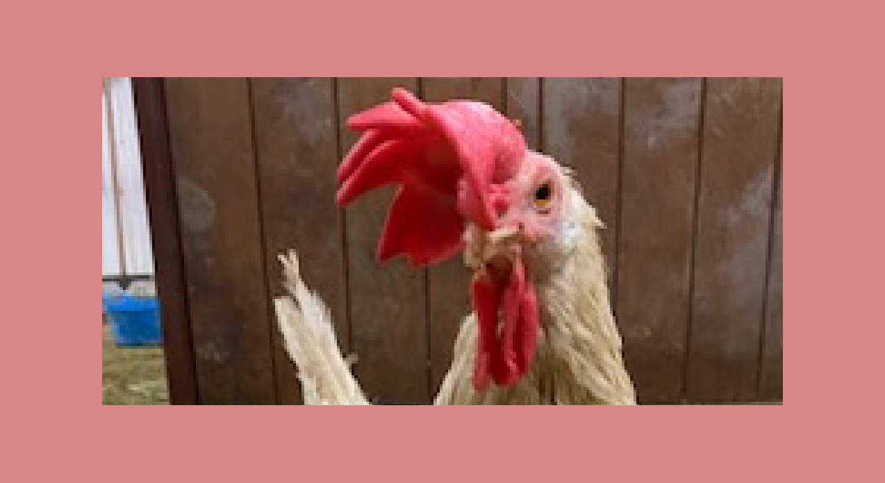 Francis, Matilda, Clover, Winter, Helena, and Lia | The Little Red Barn ...