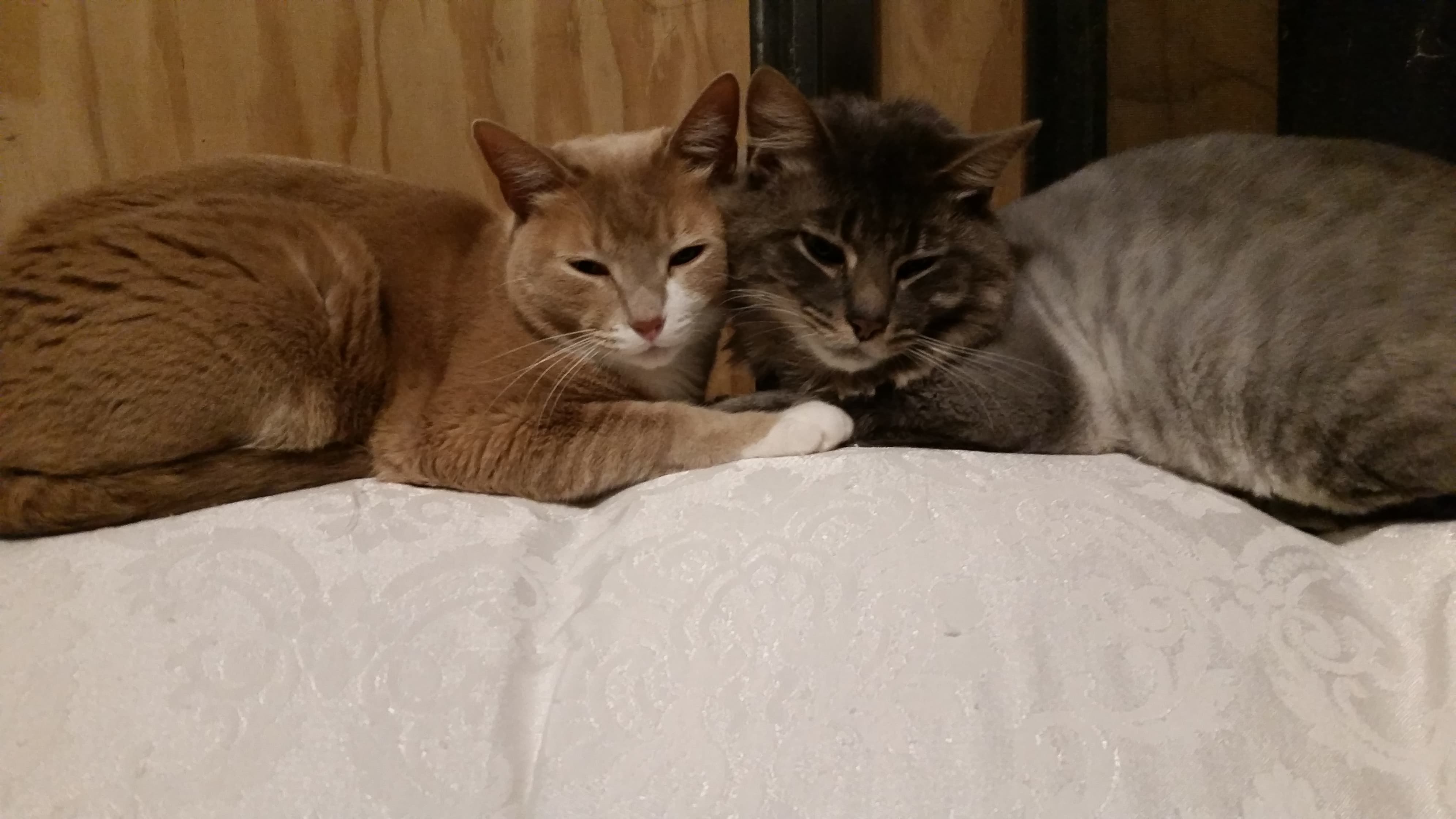 A Cat Centric Society | A Cat Centric Society (Powered by Donorbox) A Cat Centric Society | A Cat Centric Society (Powered by Donorbox)