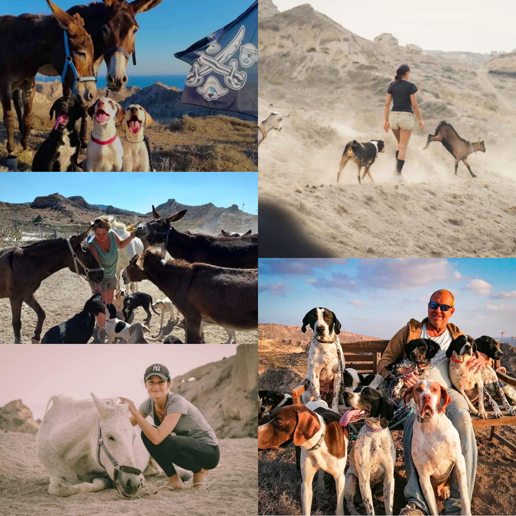 SAWA | Santorini Animal Welfare Association – SAWA (Powered by Donorbox)