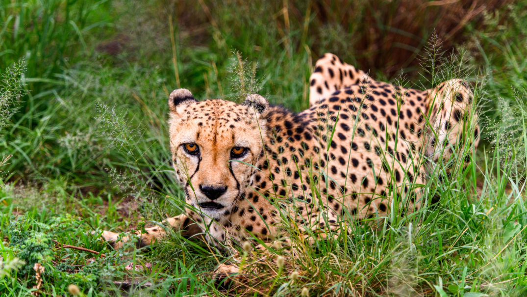 Your donation will make a huge difference! | Wild Animal Preservation ...