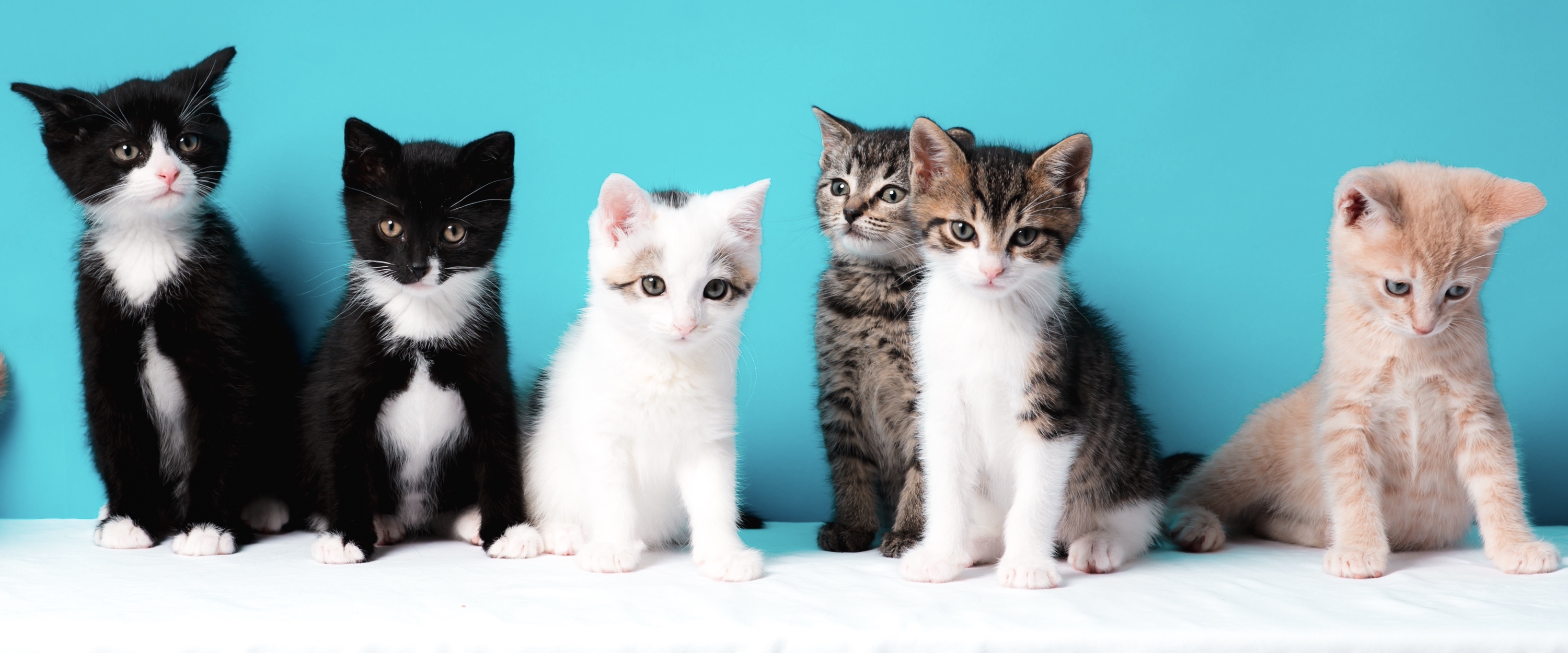 Donate & Make a Difference | Tender Loving Cats, Inc. (Powered by Donorbox)