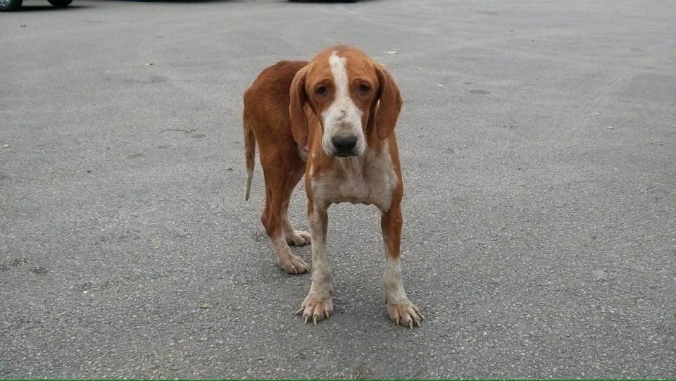 Give to Stray Aid Montenegro vzw | Stray Aid Montenegro vzw (Powered by ...