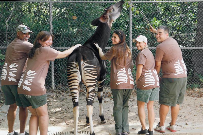 30 Years of Saving Okapi Custom Ink Fundraising