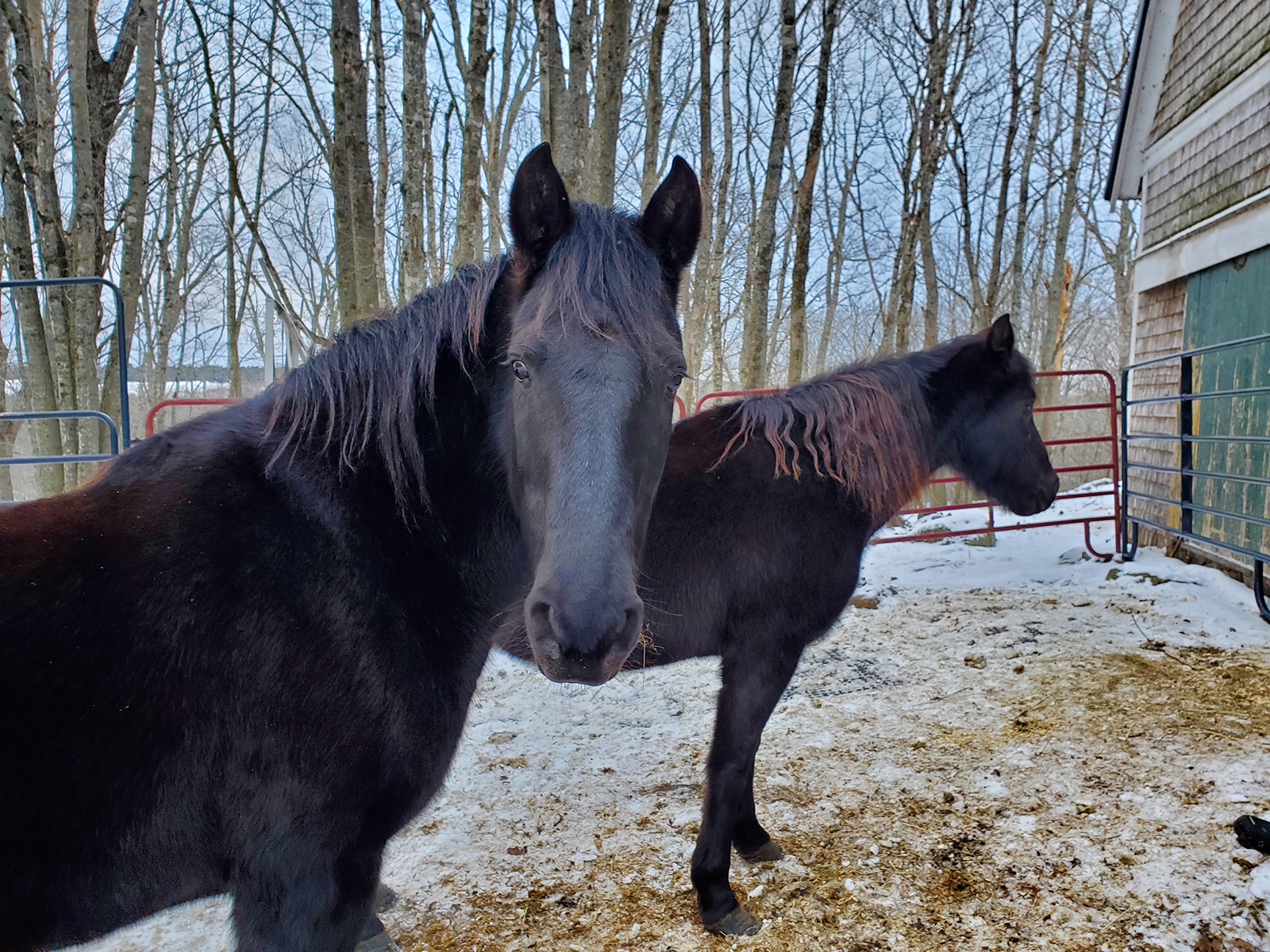 Caduceus Ulricka | Bagaduce River Equine Rescue (Powered by Donorbox)
