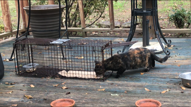 Help to control the overwhelming cat overpopulation | 9 Lives Cat ...