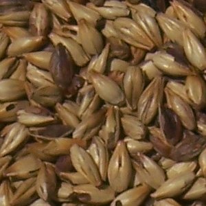 Crystal Malt 60 Tea by Malt-Tea.com — Steepster