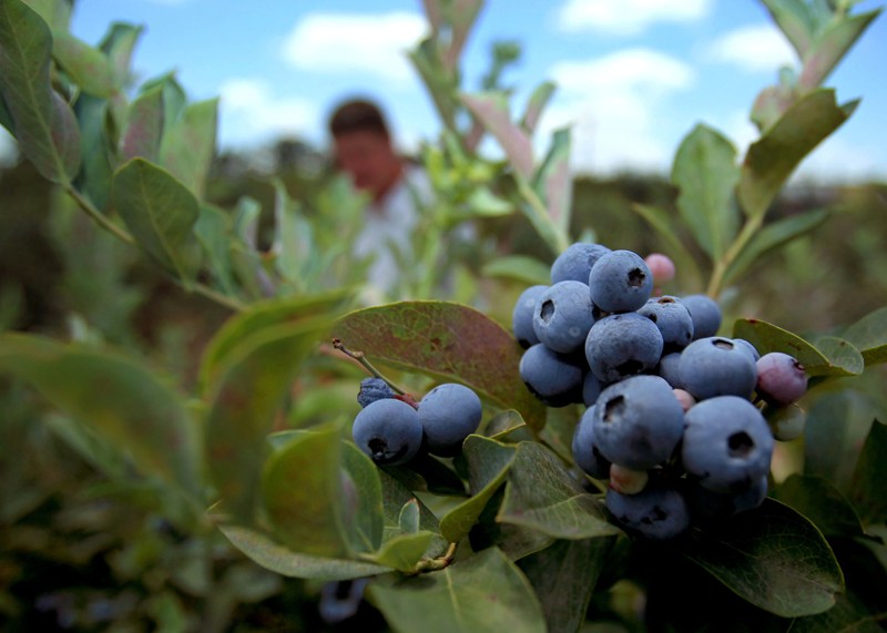 Turn Georgia Blue | TURN GEORGIA BLUE (Powered by Donorbox)