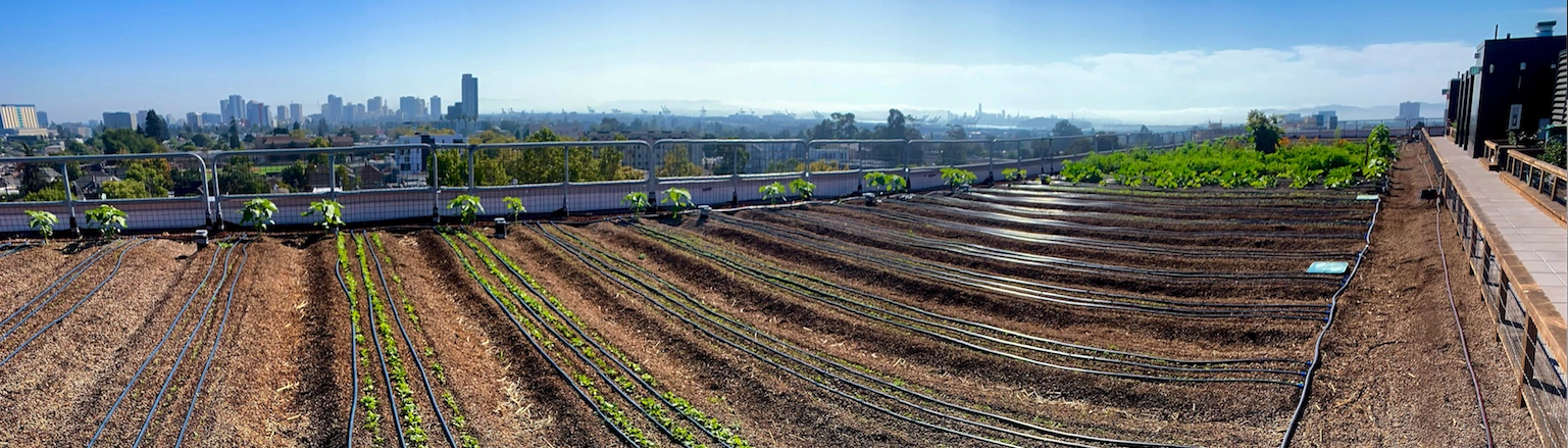 Rooftop Medicine Farm | Deep Medicine Circle (Powered by Donorbox)