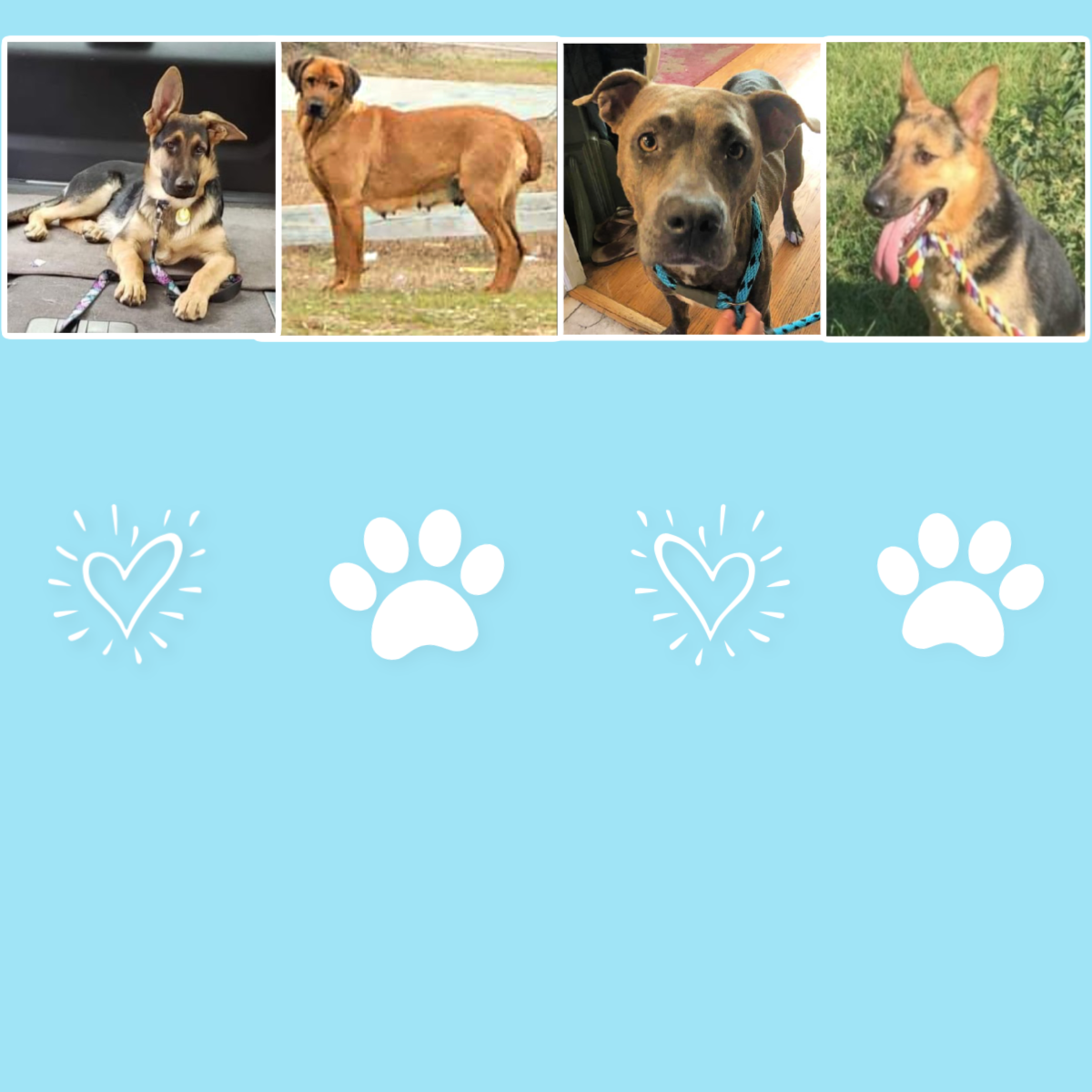 Pups who need a little extra TLC | To Love a Canine Rescue, Inc ...