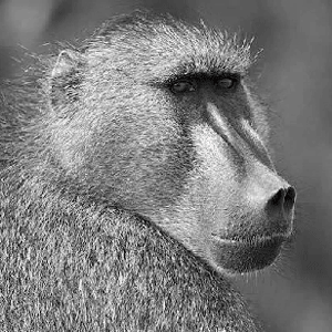 Urban Baboon: No More Monkey Business - Columbia GSAPP