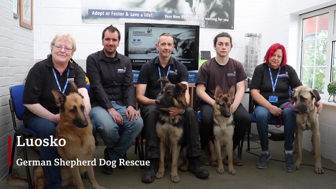 LUOSKO GSD Rescue - General Rescue Fund | Luosko German Shepherd Dog ...
