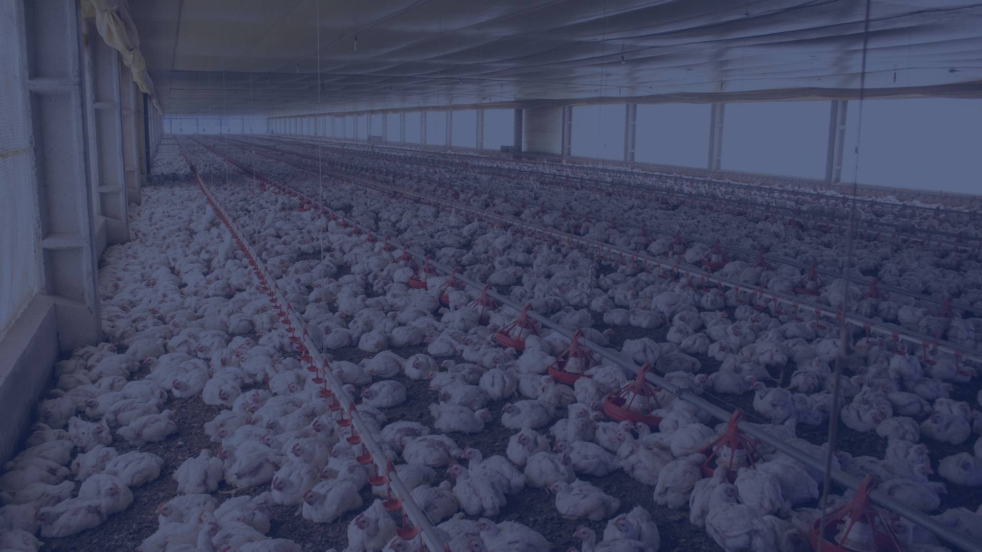 Sentient Media 2021: End-of-Year Fundraising | Sentient (Powered by ...